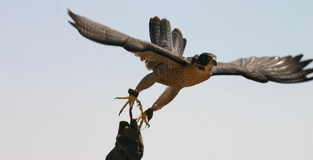 Bem-estar animal e falcoaria - Apfalcoaria.org